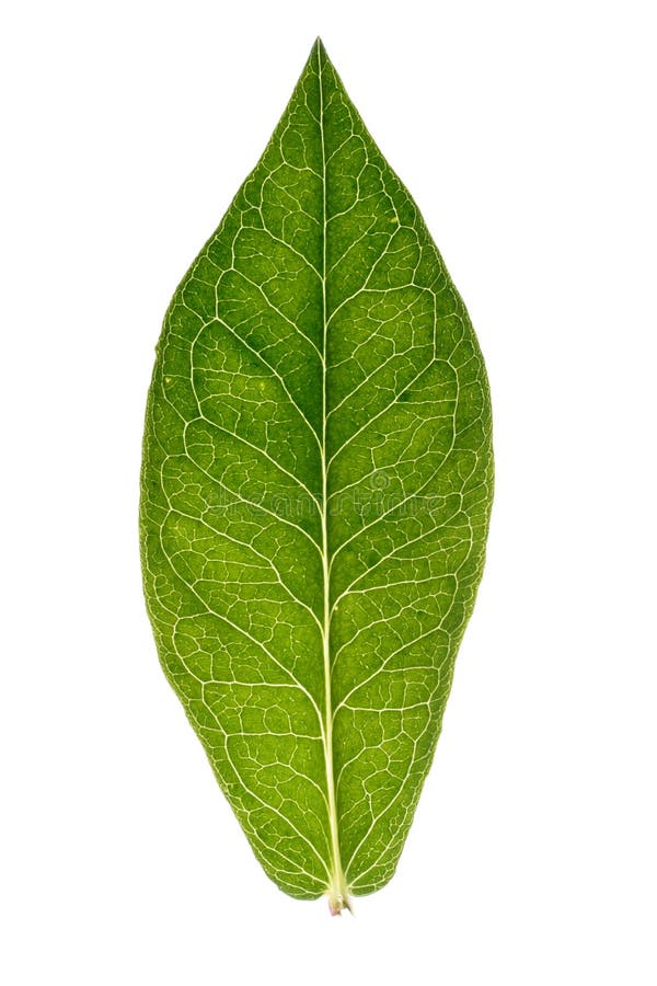 Leaf Back stock photo. Image of growth, life, backgrounds - 22700790