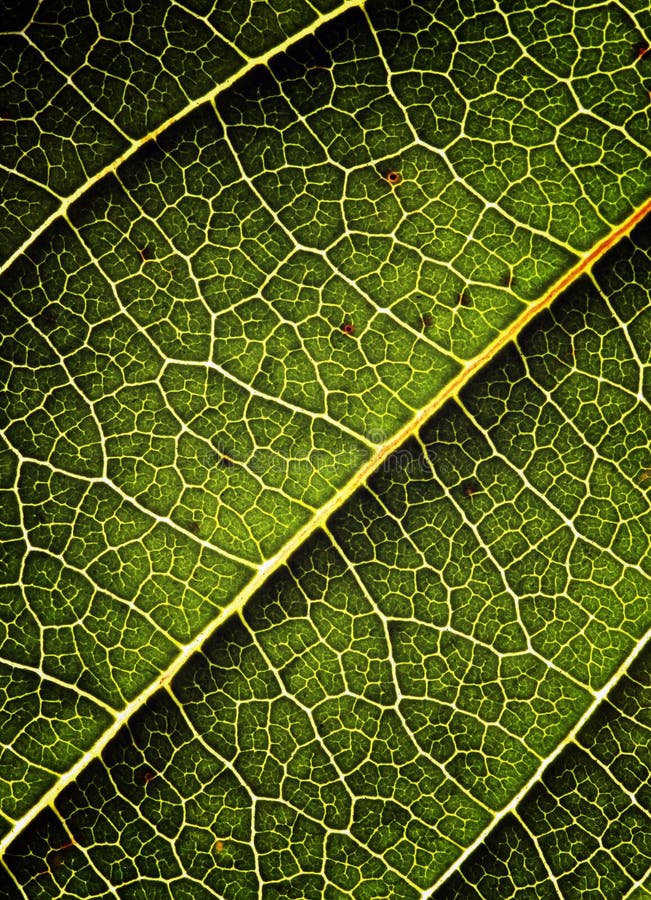 Green leaf background stock image. Image of color, light - 12516841