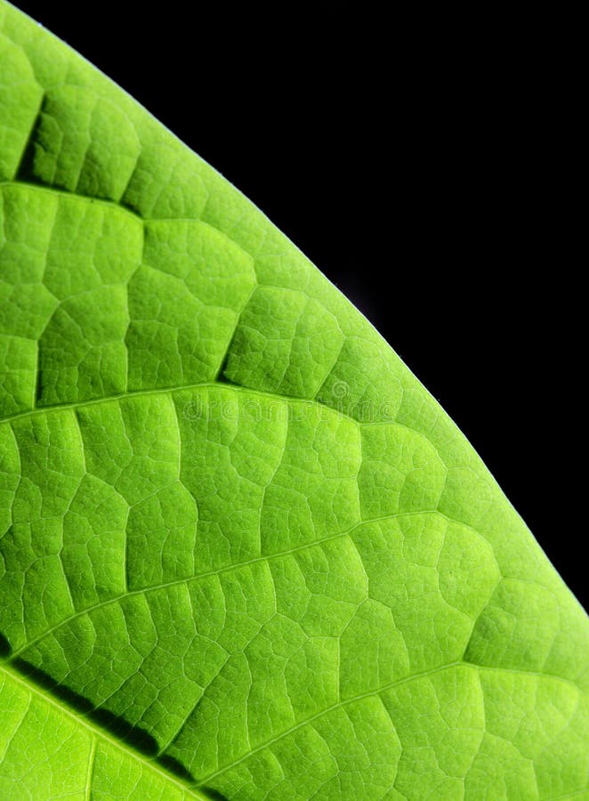 Green leaf background stock image. Image of abstract, flora - 4277865