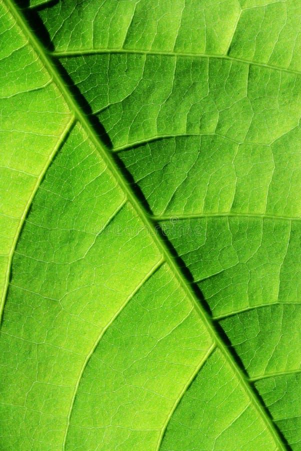 Green leaf background stock photo. Image of outdoor, color - 4277924