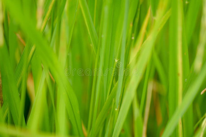 Green Leaf Background Abstract, Texture of Rice Leaf in Field. Stock ...