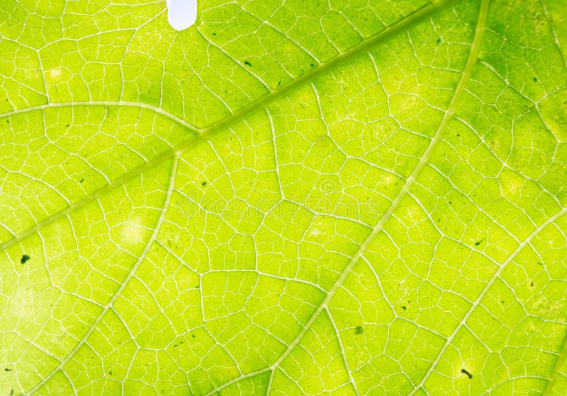 Green Leaf Background Back Light Stock Photo - Image of botany, plant ...