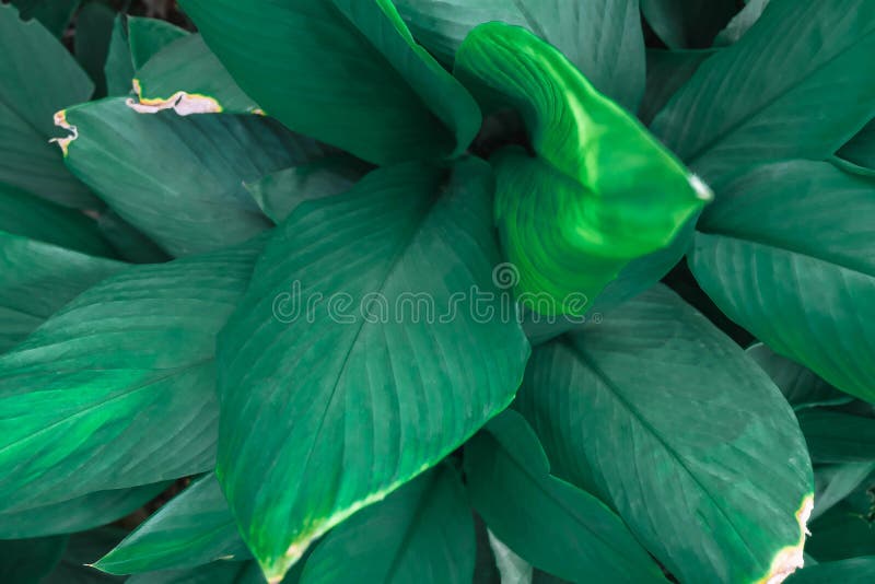 Green Leaf Background and Green Leaf Backdrop Stock Photo - Image of ...