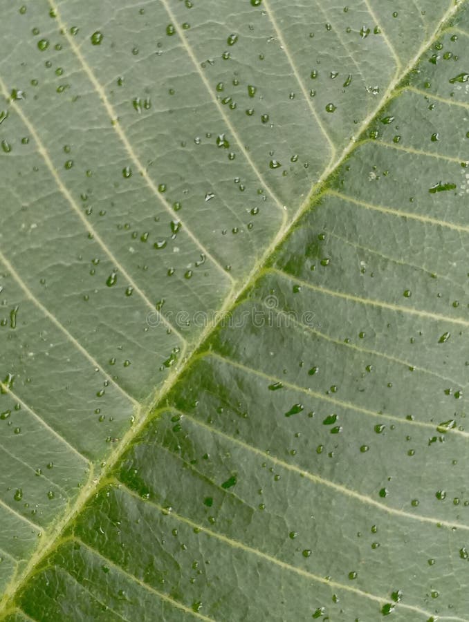Green Leaf Background with Beautiful Leaf Bone Stock Photo - Image of ...