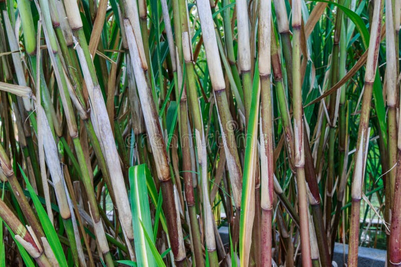 Coix Aquatica Stock Photos - Free & Royalty-Free Stock Photos from ...