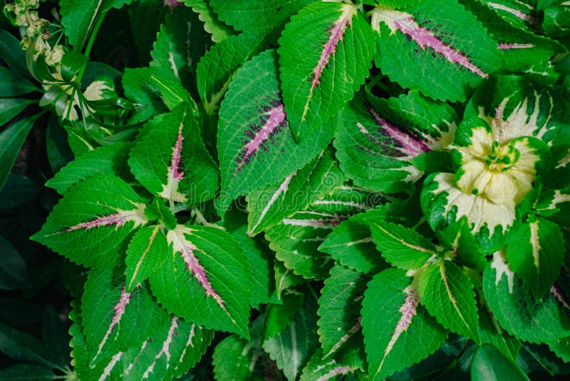 940 Marijuana Leaf Green Background Stock Photos - Free & Royalty-Free ...