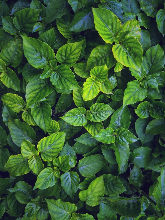 Green leaf backr stock image. Image of background, backr - 180269829