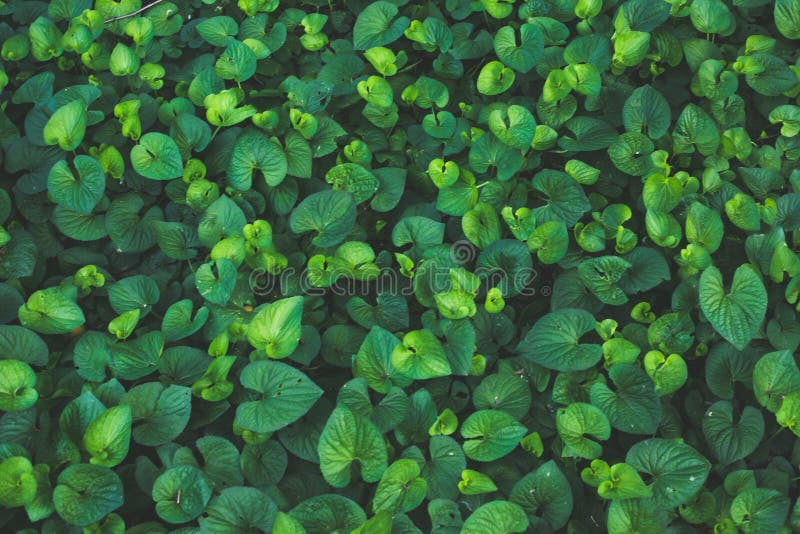 Green Leaf Background stock image. Image of bright, drop - 86203251