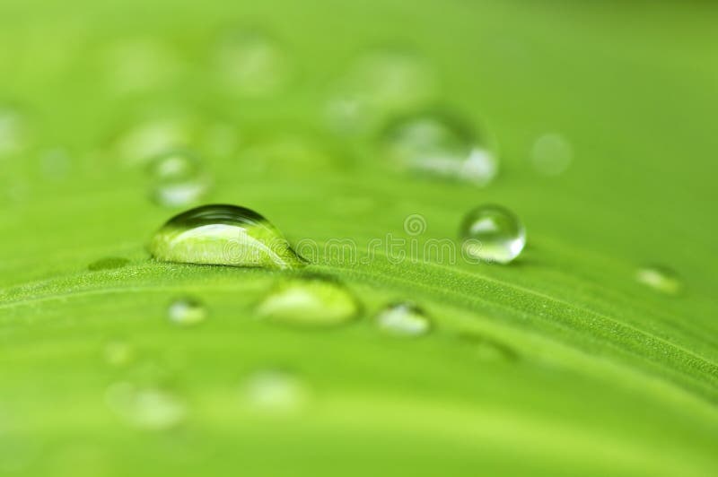 Water footprints on leaf stock photo. Image of frame - 15019718