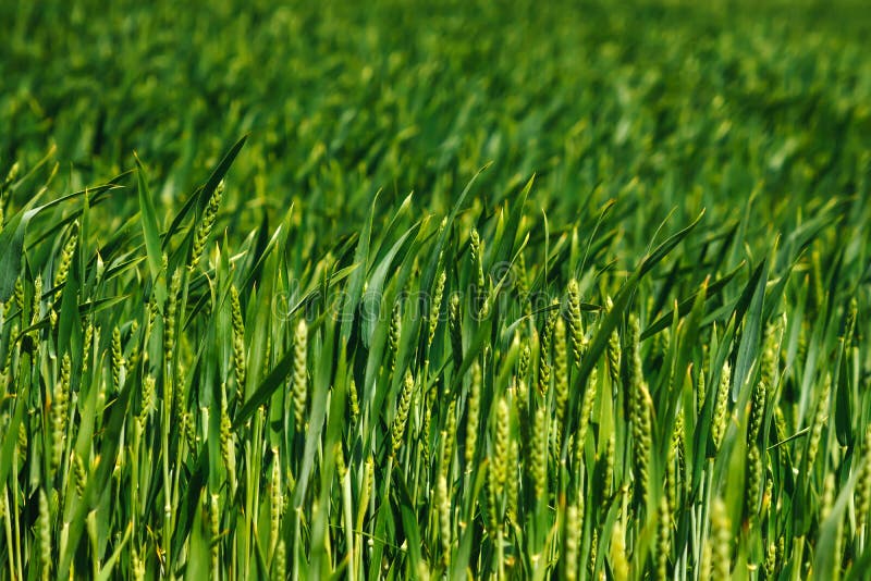 Green Leaf Background Real Wildlife, Green Background Stock Photo ...