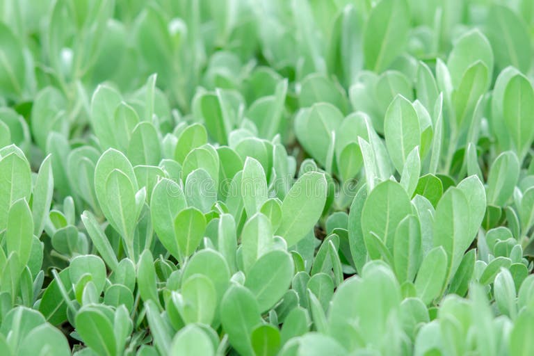 Silver Leaved Buttonwood Stock Photos - Free & Royalty-Free Stock ...