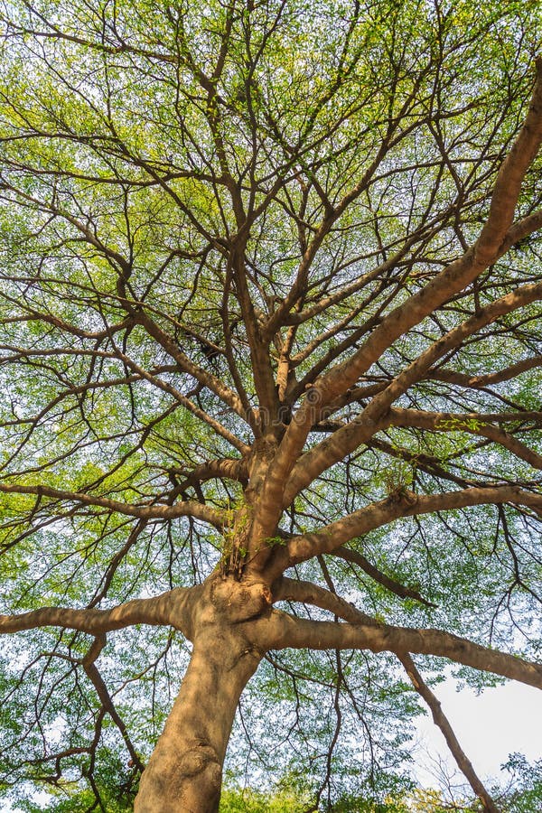 Green Leaf Background of Terminalia Ivorensis Tree. Under View O Stock ...