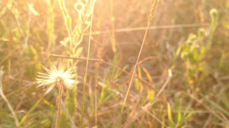 Green Leaf for Background Texture with Morning Light Stock Photo ...