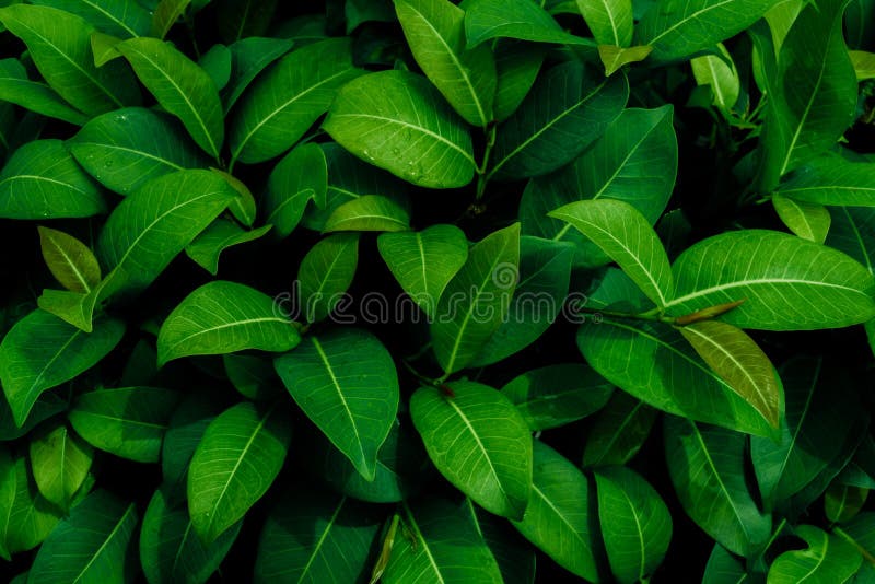 Green Leaf Background Tropical Nature Background. Stock Photo - Image ...