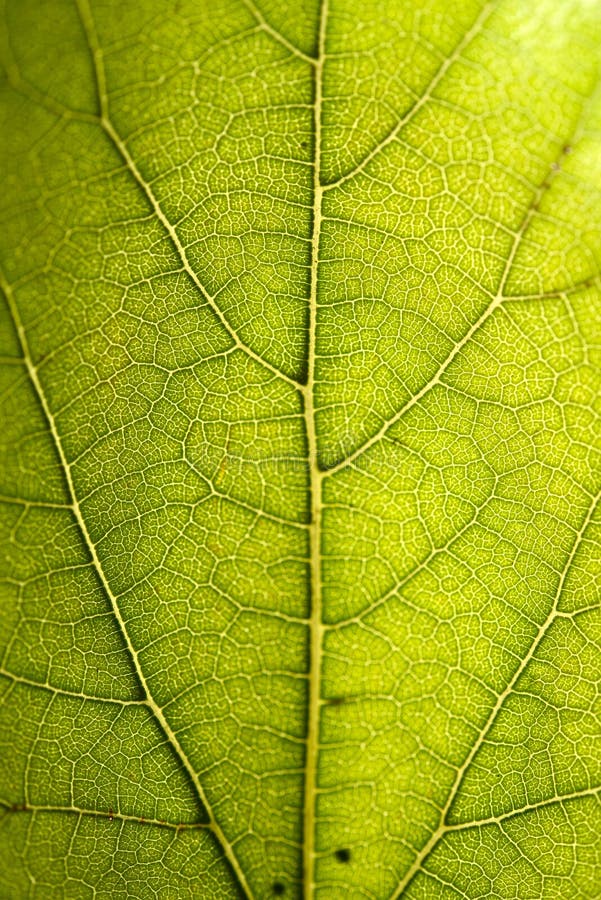 Green Leaf Background stock image. Image of botanic, plant - 32432723