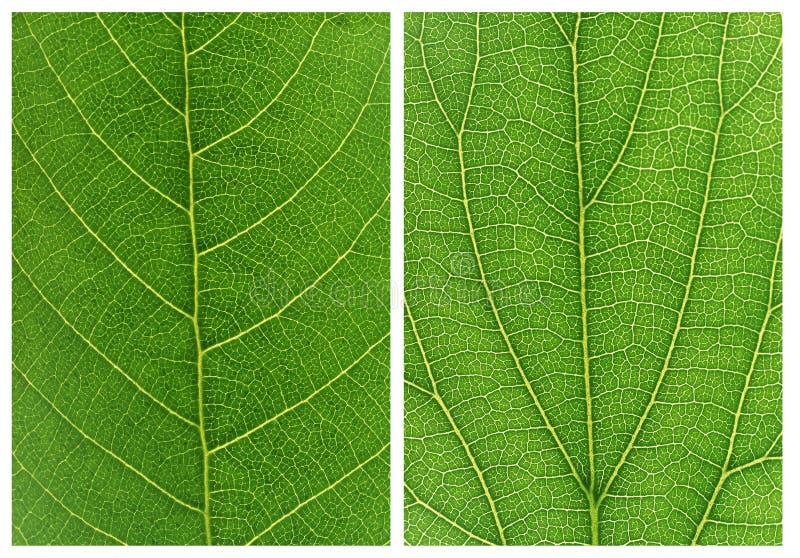 Green Leaf Backgrounds Patterns Stock Image - Image of background ...