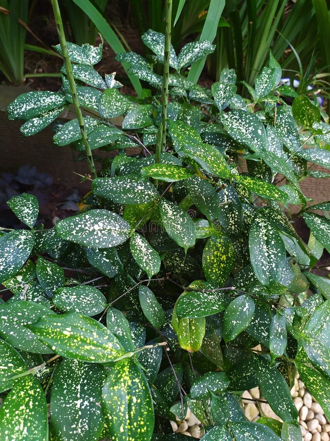 Green Leaf Bamboo Plant Look Good Stock Photo - Image of bamboo, leaf ...
