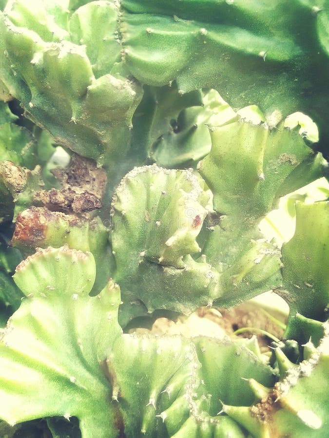 Green leaf beautiful color stock image. Image of green - 199178933