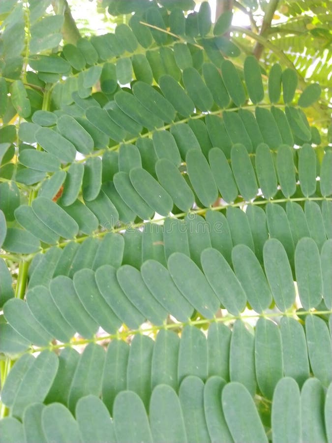 Green Leaf Beautiful Little Leaves . Stock Photo - Image of leaves ...