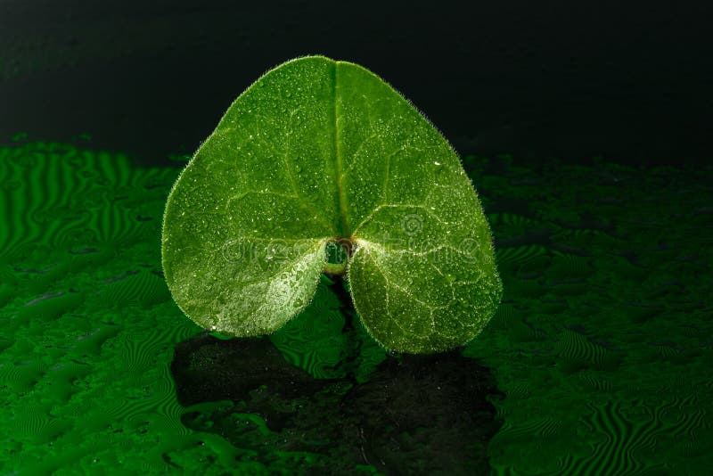 Green Leaf in Beautiful Reflections. Stock Photo - Image of nature ...