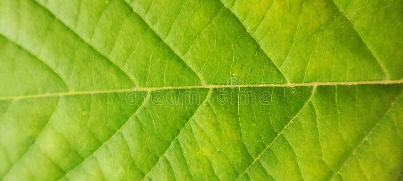 851 Beautiful Ribbed Pattern Stock Photos - Free & Royalty-Free Stock ...