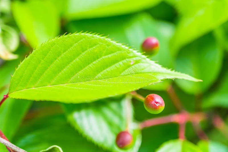 Green Leaf and Berries in Spring Stock Photo - Image of farm, drops ...
