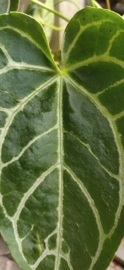 Green Leaf of Big Caladium Plant Stock Image - Image of plant, caladium ...