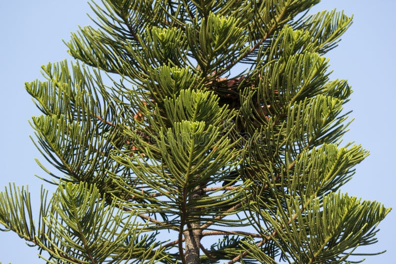Green Leaf of Big Pine Tree Stock Image - Image of green, wood: 116772691
