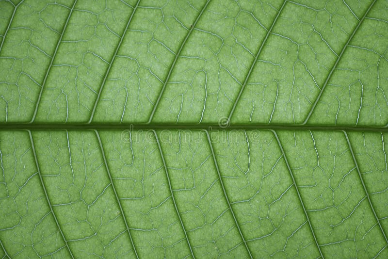 Green leaf biology texture stock image. Image of ecological - 155818307