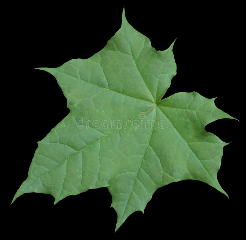 Green leaf in black back stock photo. Image of fragility - 27105168