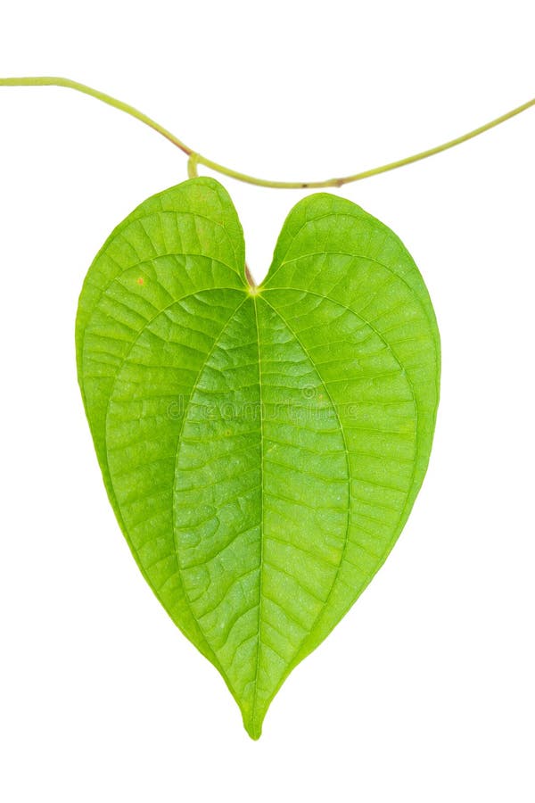 Leaf Blade stock photo. Image of botanic, life, structures - 51168910