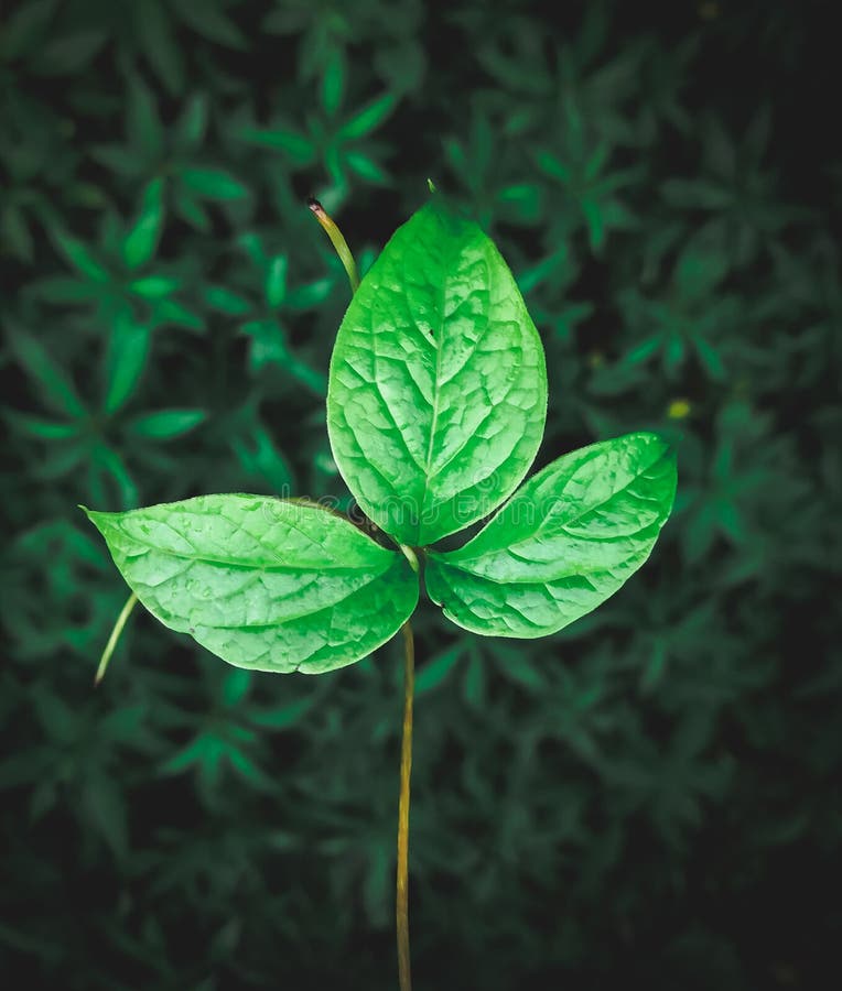 Top View of Leaf in Close Up Stock Image - Image of matte, mint: 170250137