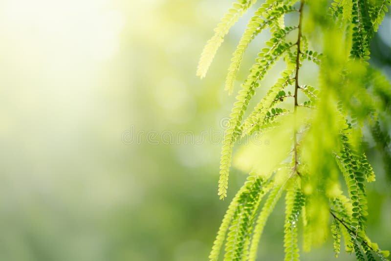 Green Leaf on Blurred Greenery Background. Stock Image - Image of ...