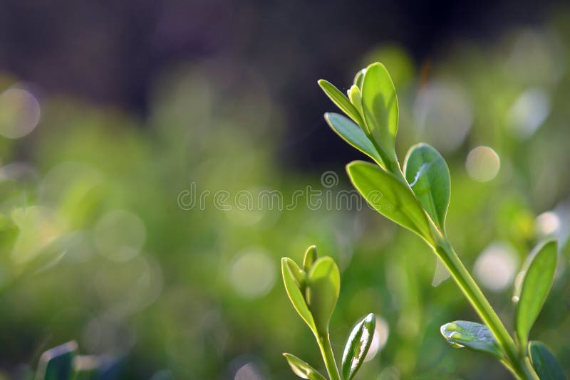 Green Leaf with Bogae Background Stock Image - Image of closeup, autumn ...