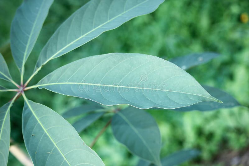 Green Leaf of Bombax Ceiba Tree Stock Image - Image of detail, branch ...