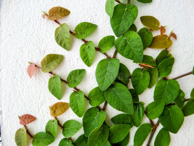 Green Leaf Border, Isolate of Plant on the Wall in Garden Stock Image ...