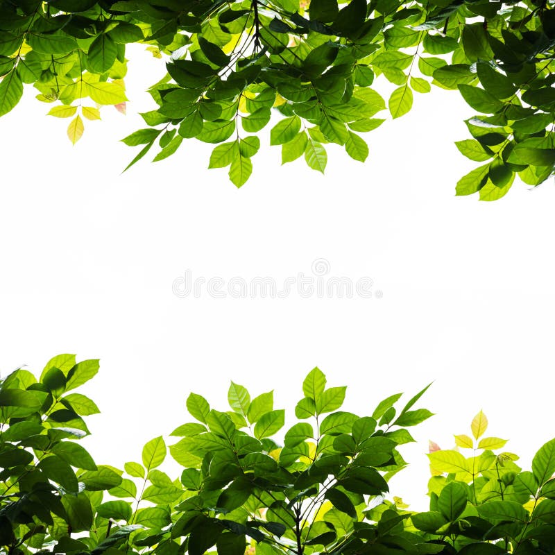 Green Leaf Border Isolated on a White Background Stock Image - Image of ...