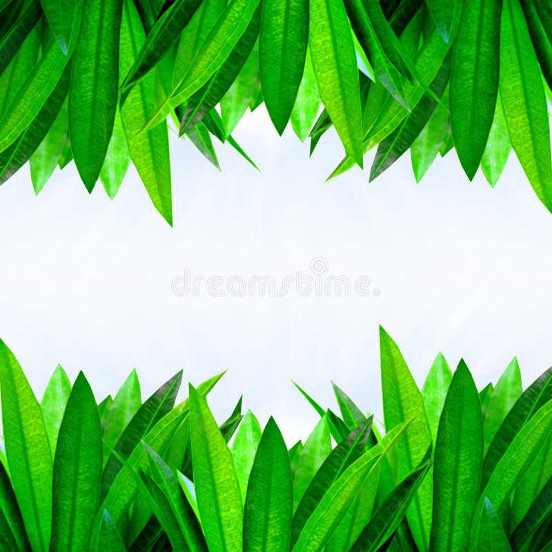 Green leaf border stock image. Image of repeating, empty - 63703313