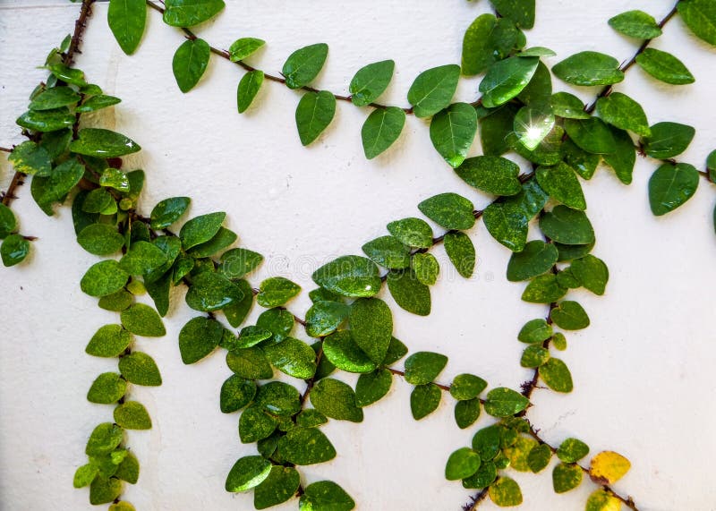 Green Leaf Border of Plant on the Wall in Garden Stock Photo - Image of ...