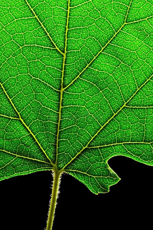 Green leaf bottom stock photo. Image of fibers, fibre - 2936786