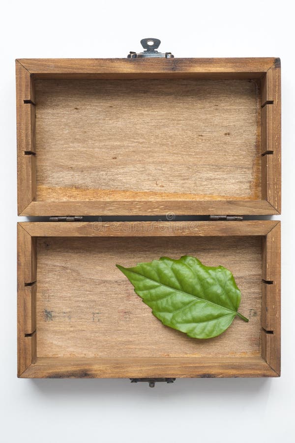 Green leaf in box stock photo. Image of concept, wooden - 71322104