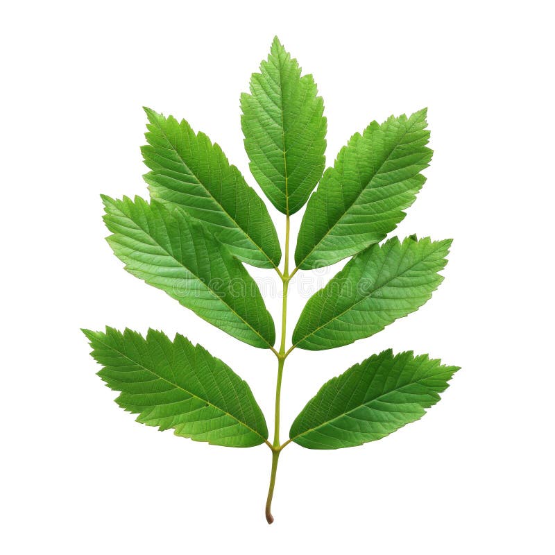 Green Leaf Branch with Seven Leaves Against Stock Illustration ...