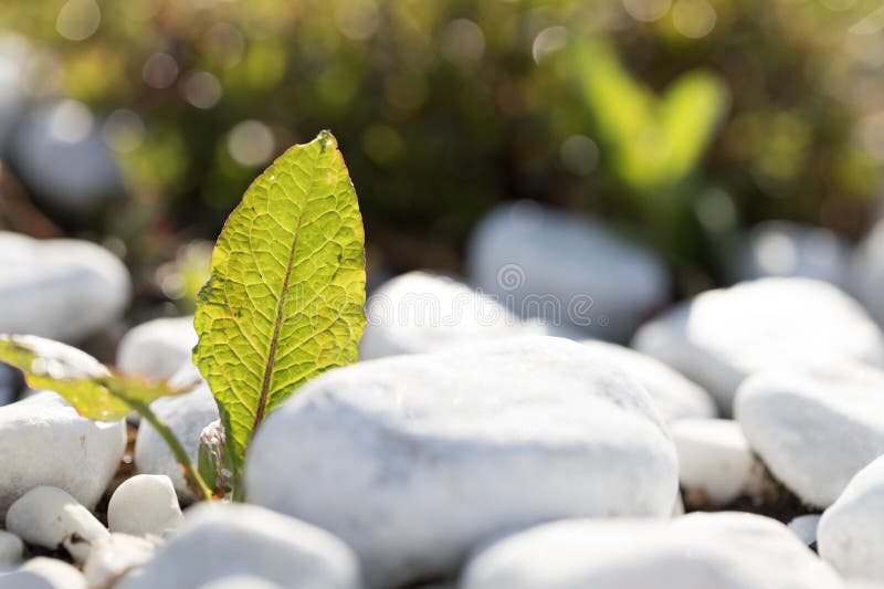 Green Leaf Breaking through a Stone Ceiling Stock Photo - Image of ...