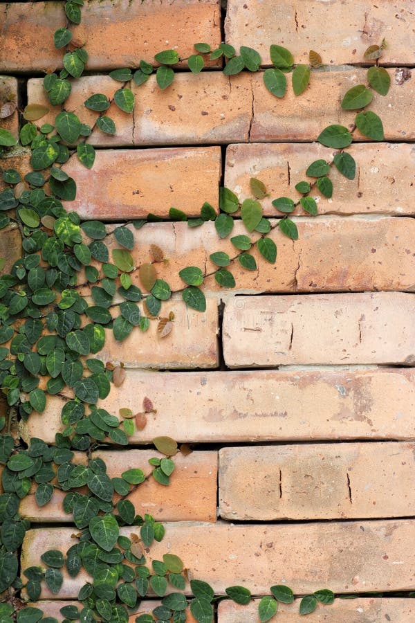 Green leaf on the brick stock image. Image of tree, green - 43391519