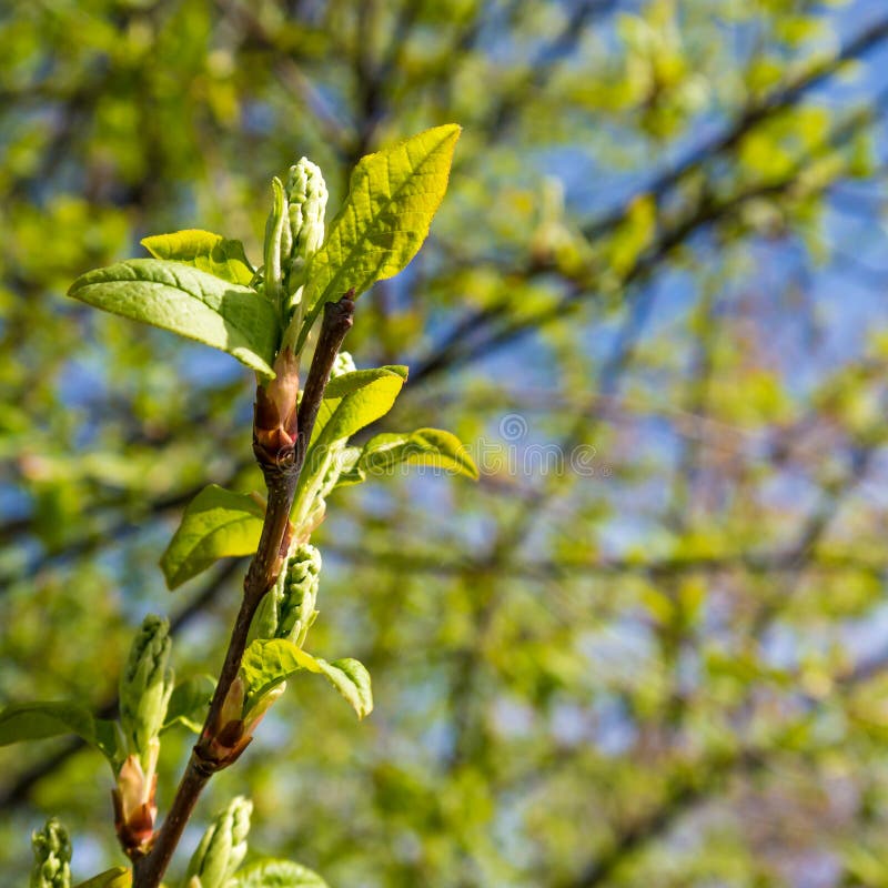 Green leaf stock image. Image of green, tree, closeup - 31625223