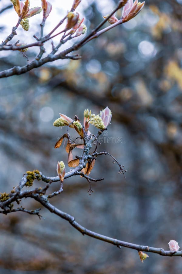 Green Leaf Buds in Spring on Tree Stock Photo - Image of closeup ...