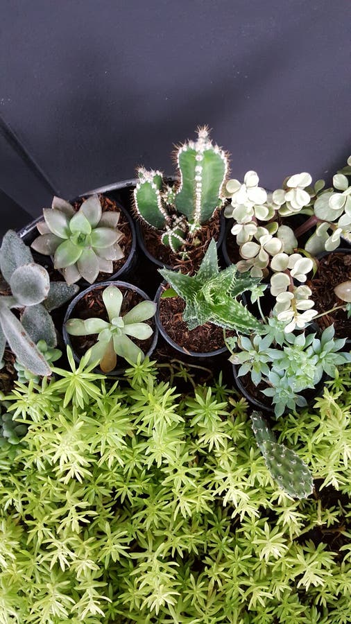 Green Leaf and Cactus and Mini Plant Stock Image - Image of leaves ...