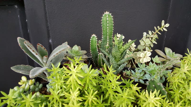 Green Leaf and Cactus and Mini Plant Stock Photo - Image of subshrub ...