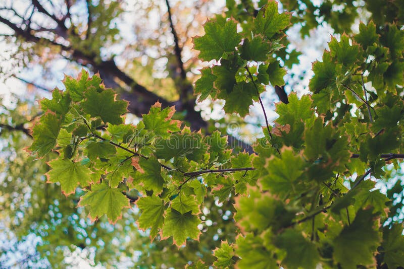 Green leaf canadian maple stock photo. Image of branch - 85405188