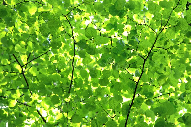 A Leaf Canopy from the Chestnut Tree in Sawbridgeworth.. Stock Image ...